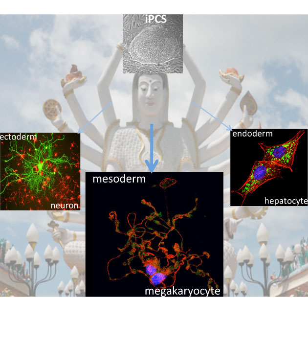 Des cellules souches hématopoïétiques aux mégacaryocytes - Thématique ...